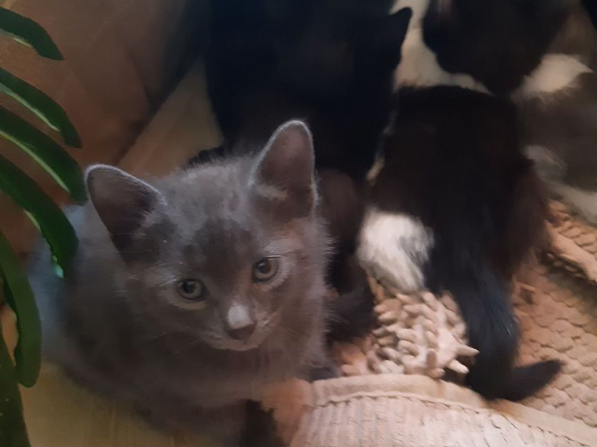 Котятки в очень добрые руки