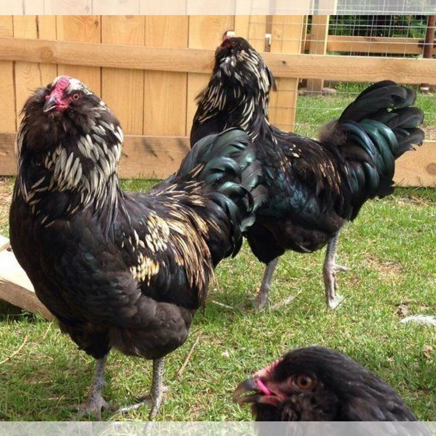 Породистые цыплята