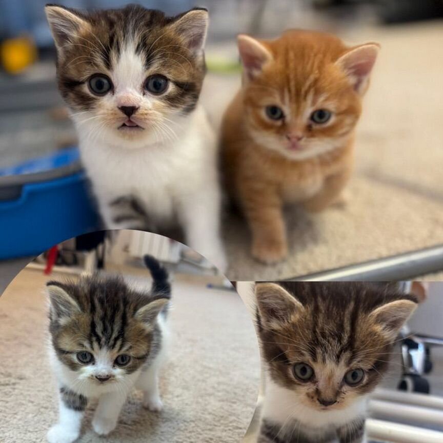 Шотландский прямоухий короткошёрстный котёнок