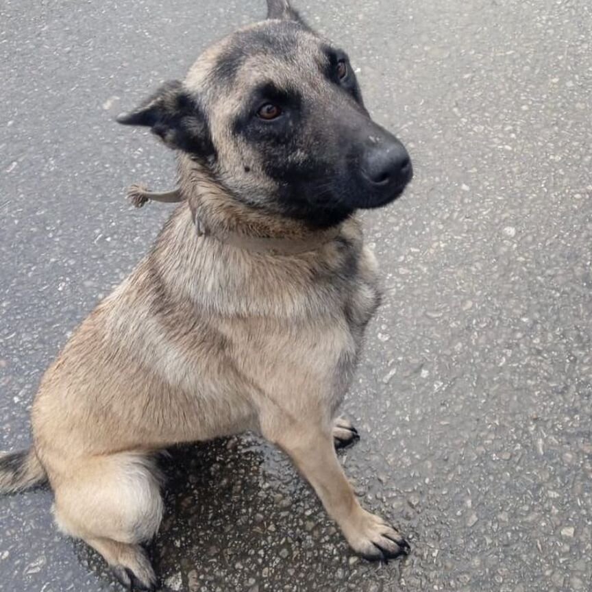 Бельгийская овчарка, взрослая собака