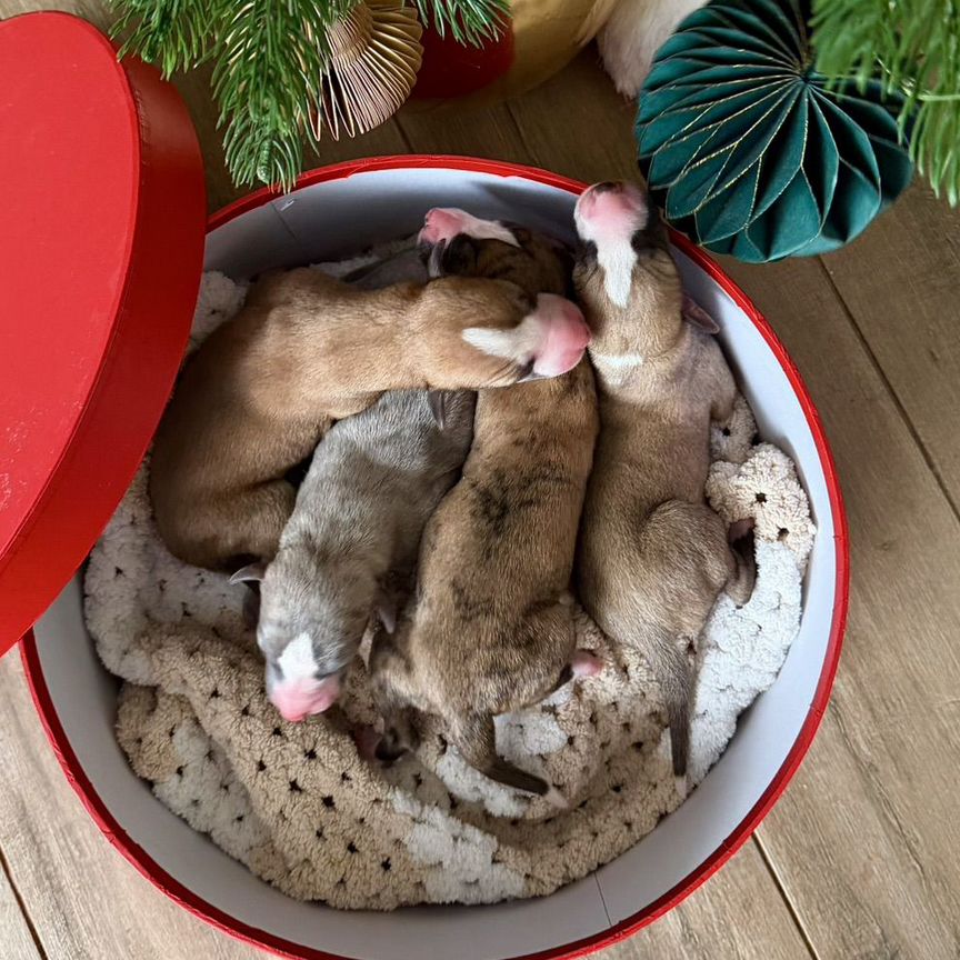 Уиппет, щенок