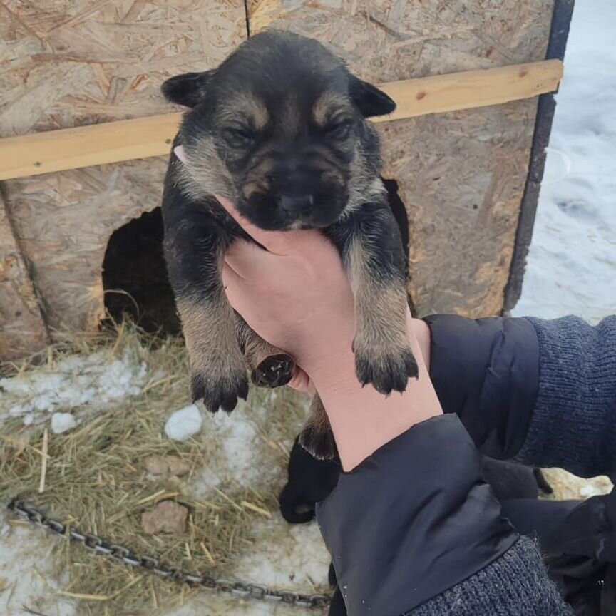 Щенки