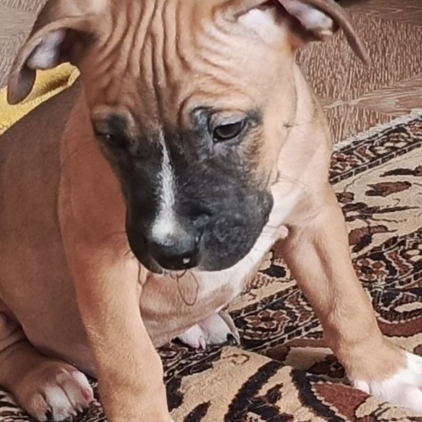 Стаффордширский терьер