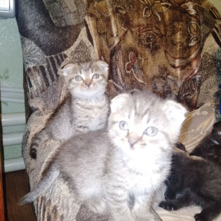 Котята вислоухие метисы