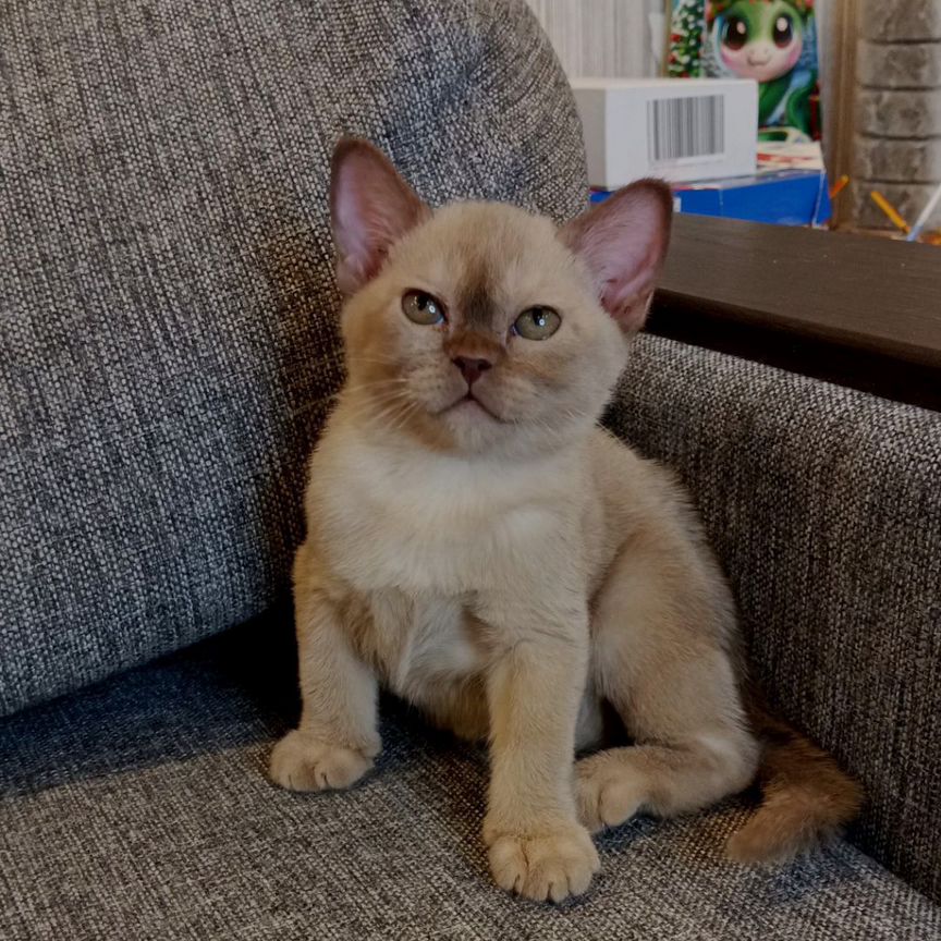 Бурма малыши