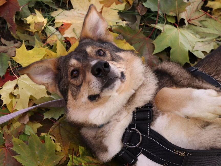 Славный пес Нафаня в добрые руки