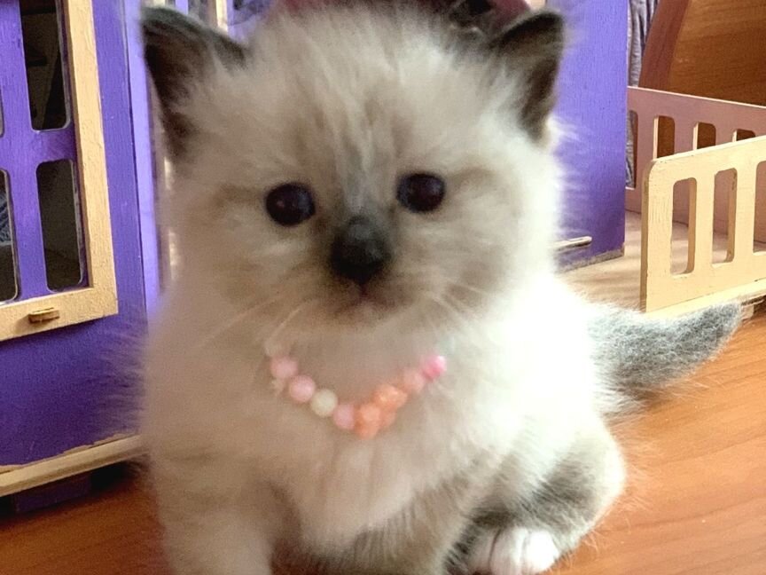 Сибирская кошечка