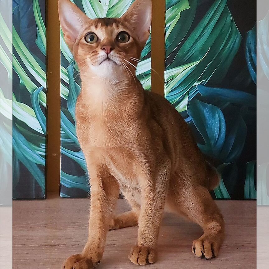 Абиссинский котёнок