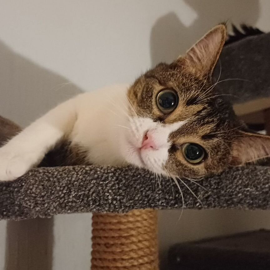 Кошка Бруня ищет дом