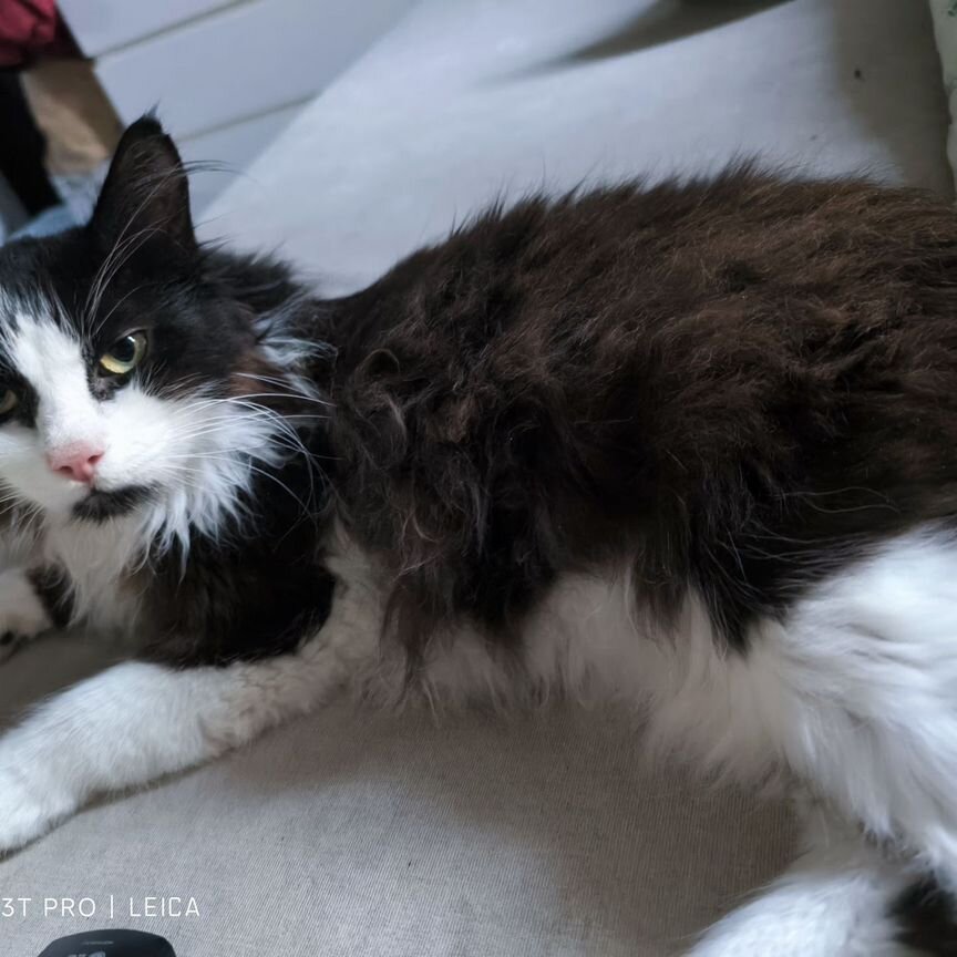 Кота хотят усыпить.кот в добрые руки