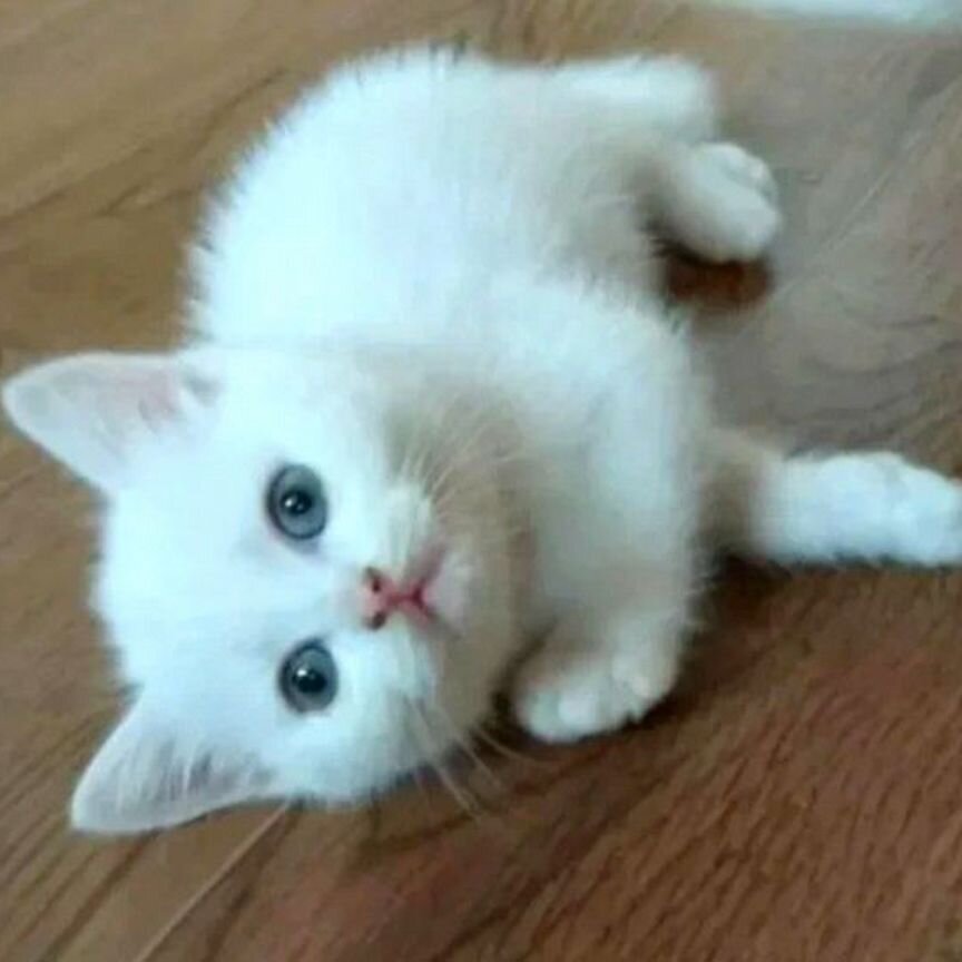 Рождественские снежинки)