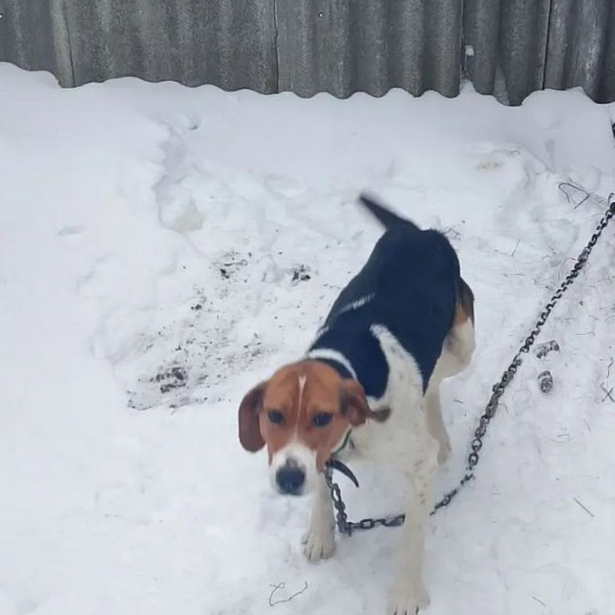 Взрослый пёс от частного владельца