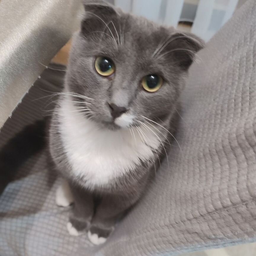 Кот Пончик