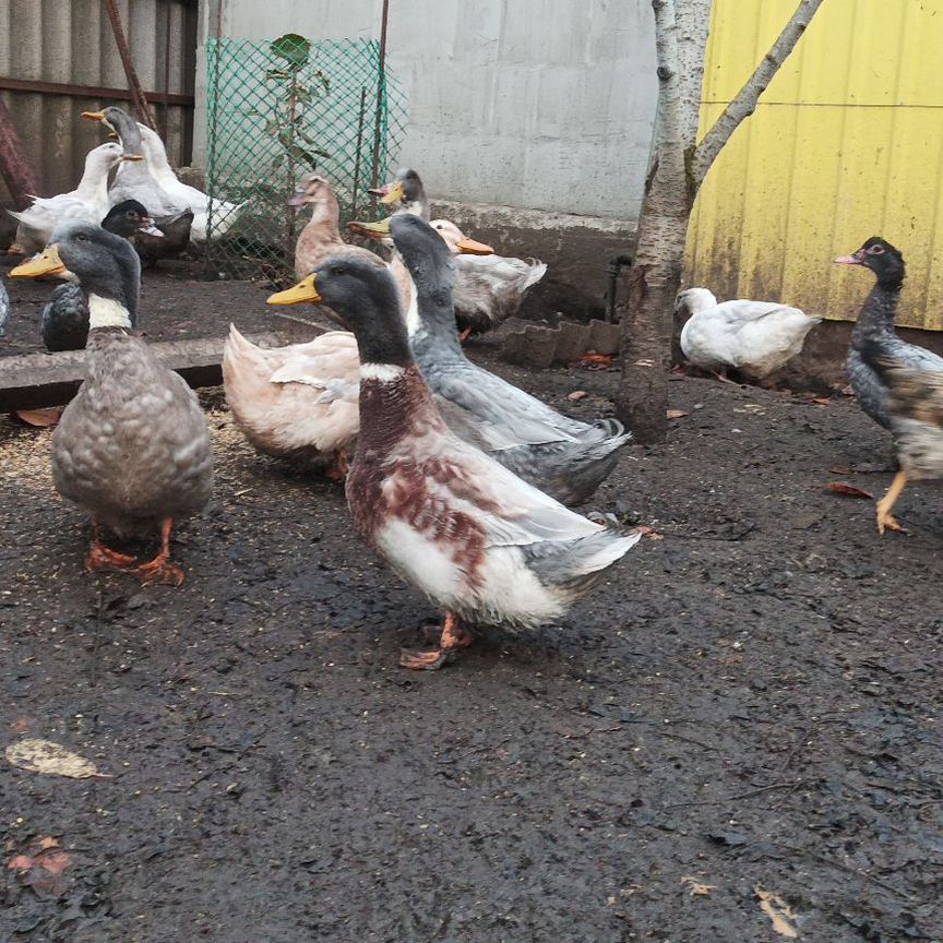 Утки голубой фаворит