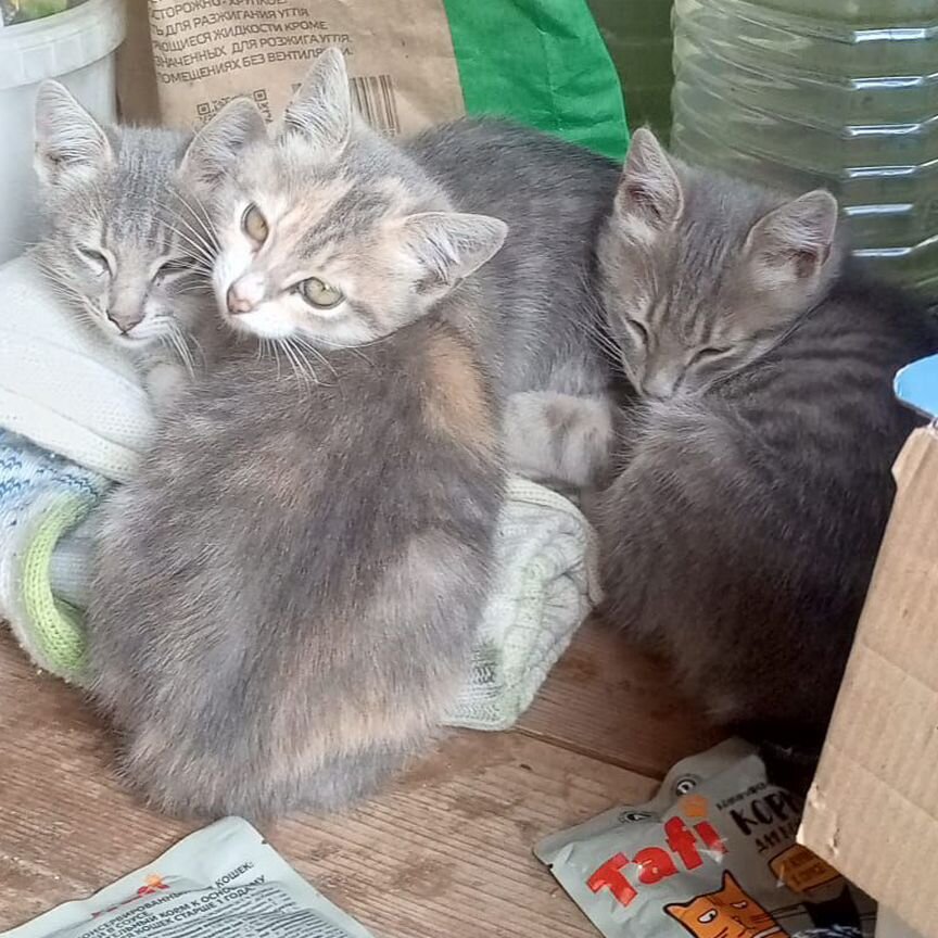 Котята замерзают на даче