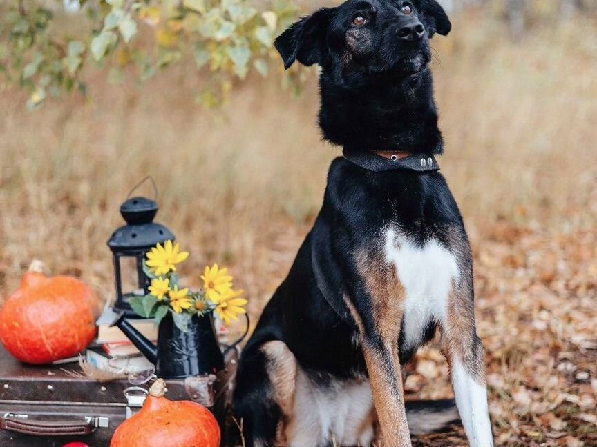 Собака Гера ищет дом