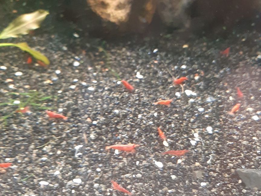 Креветки вишня