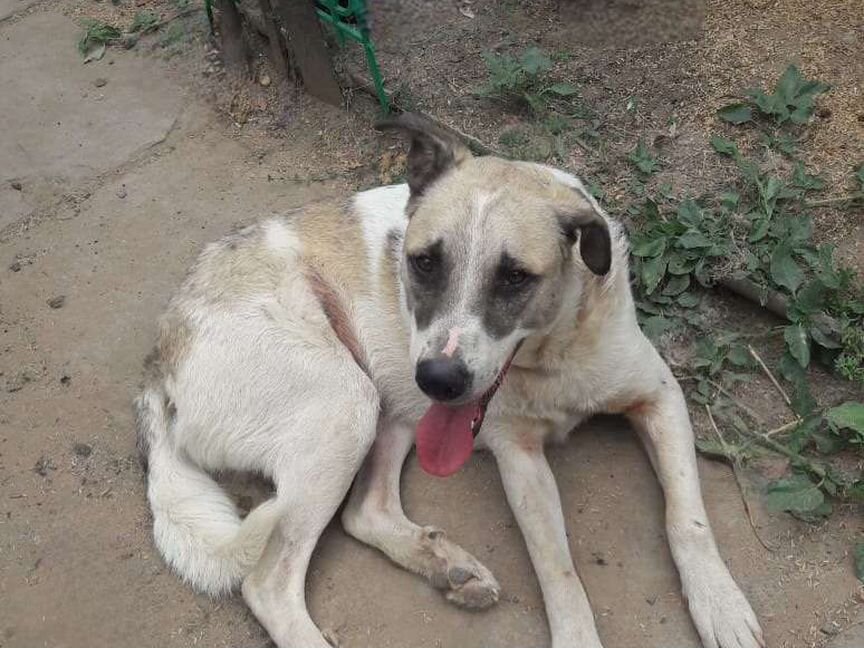 Добрая собака ищет дом