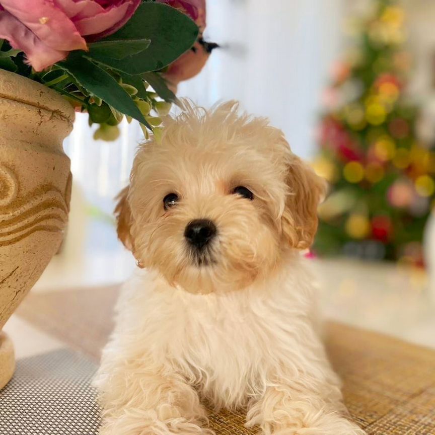 Мальтипу мини f1 мальчик