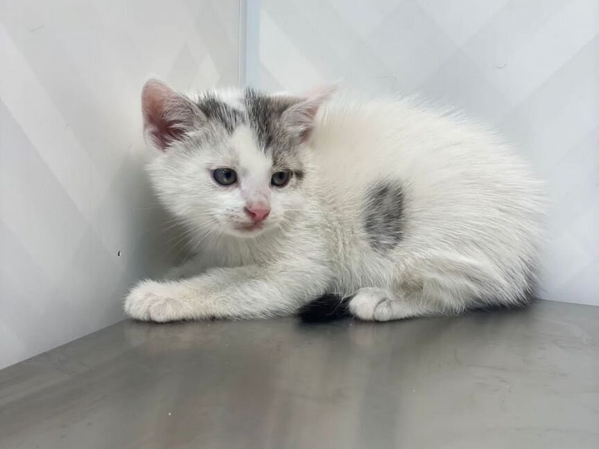 Котëнок ищет дом