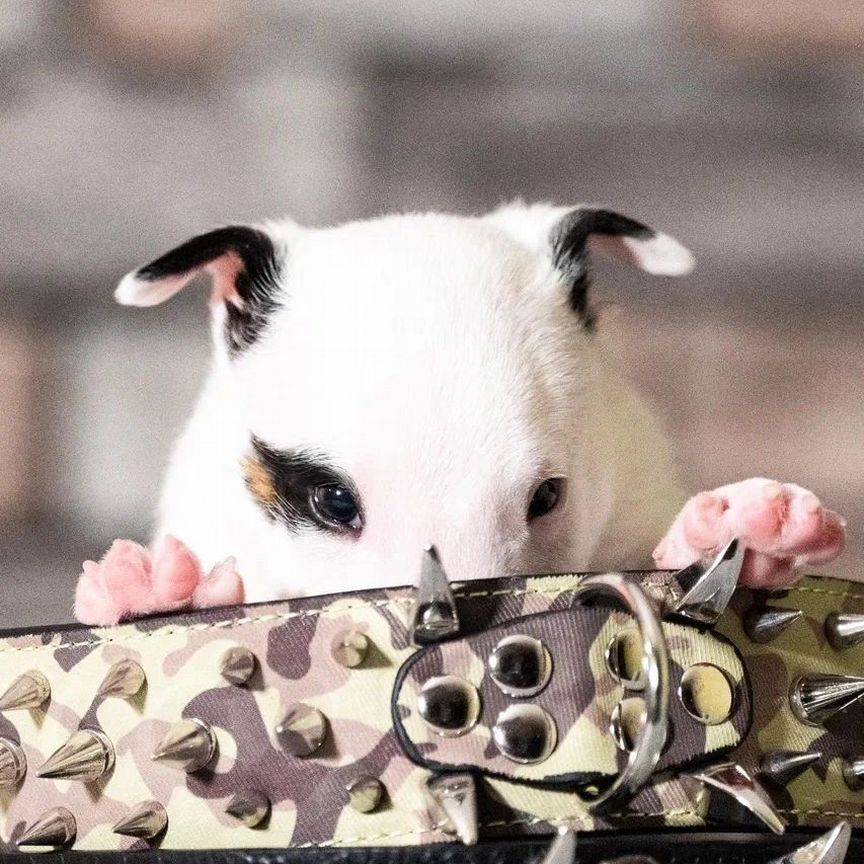 Миниатюрный бультерьер