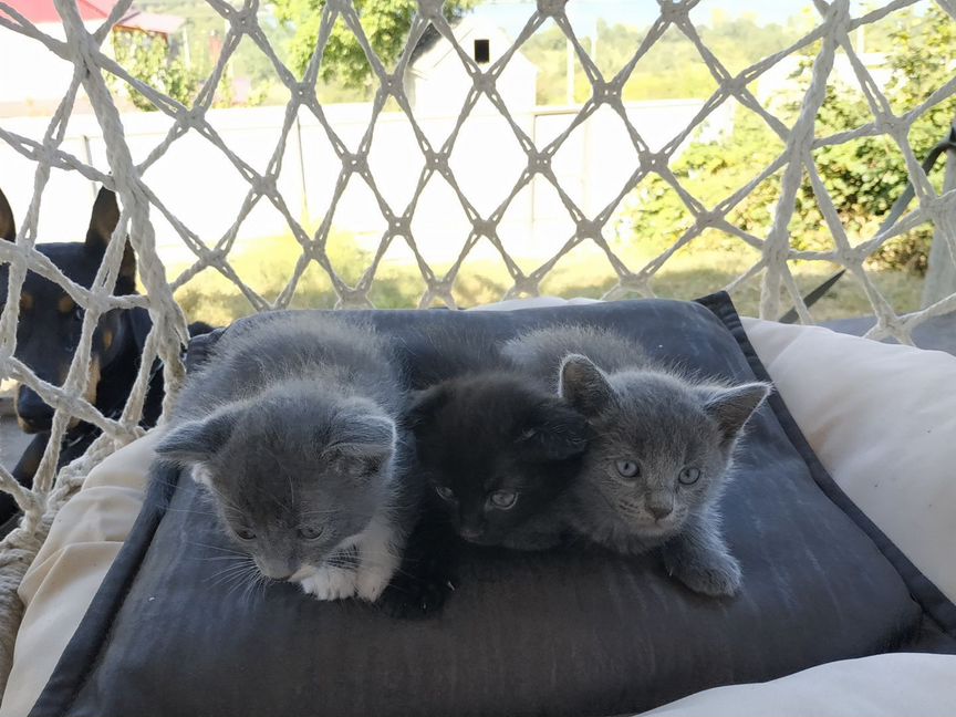 Отдам вислоухих котят