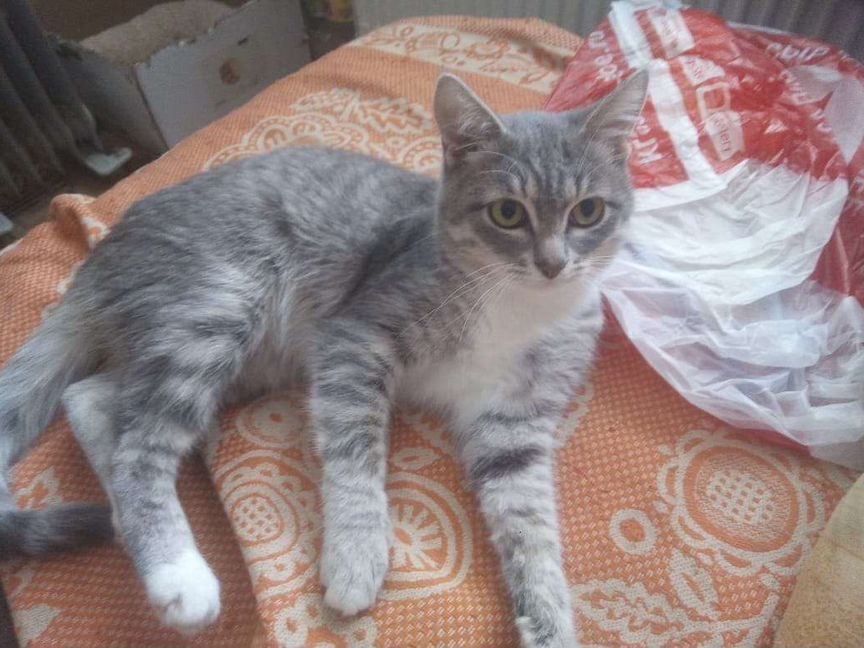 Животные