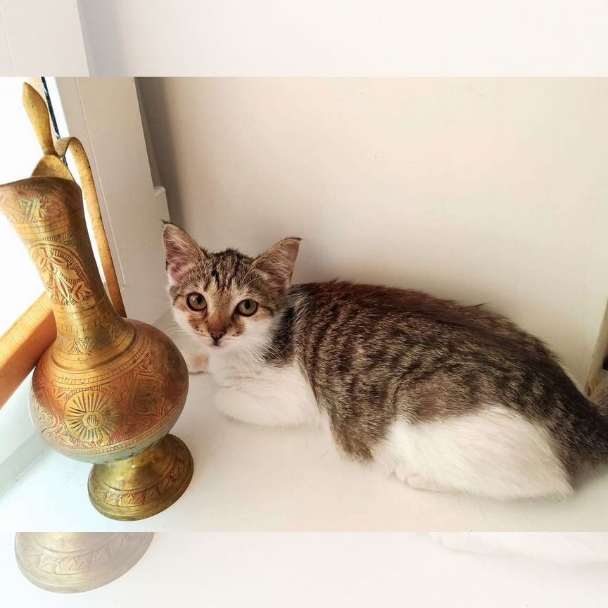 Нора – озорная девчушка в пятнистой шубке