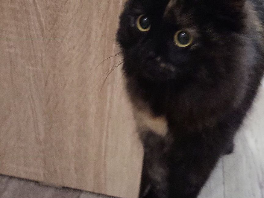 Найдена кошка