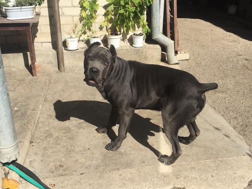 Кане Корсо мальчик с документами