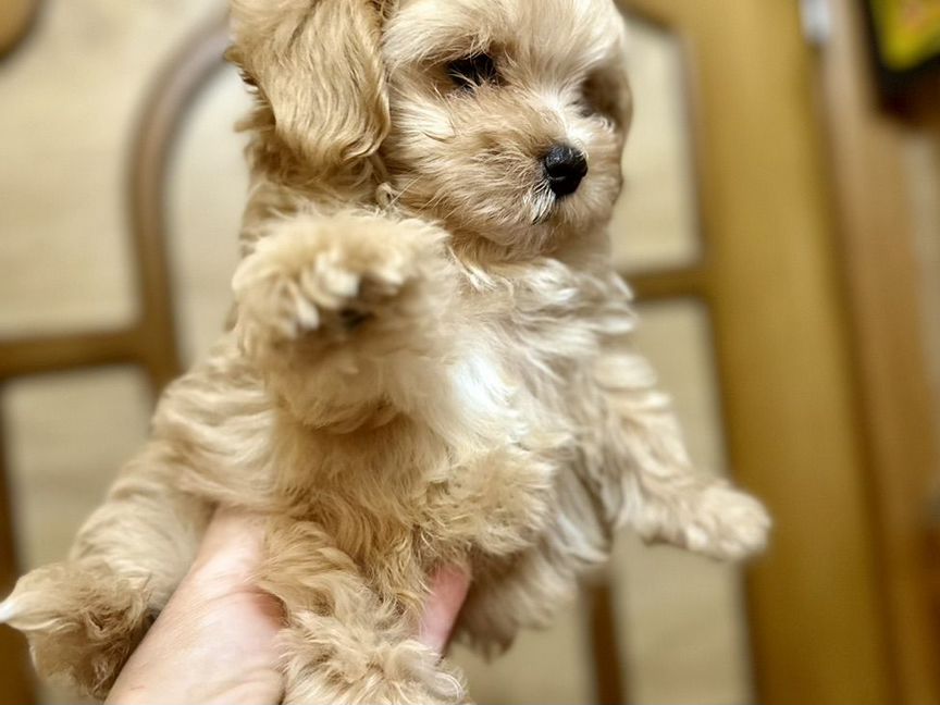 Мальтипу мини мальчик