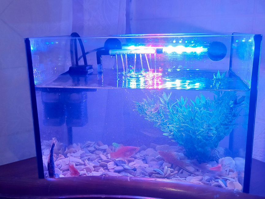 Аквариум на 10 литров