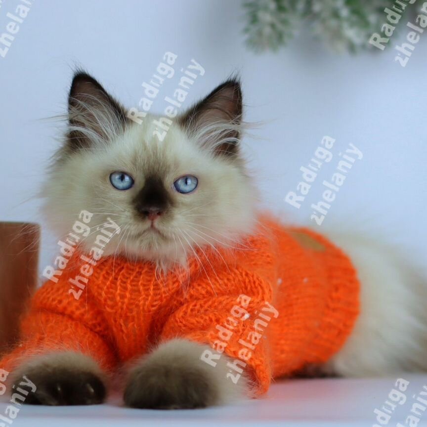 Котята невская москарандная