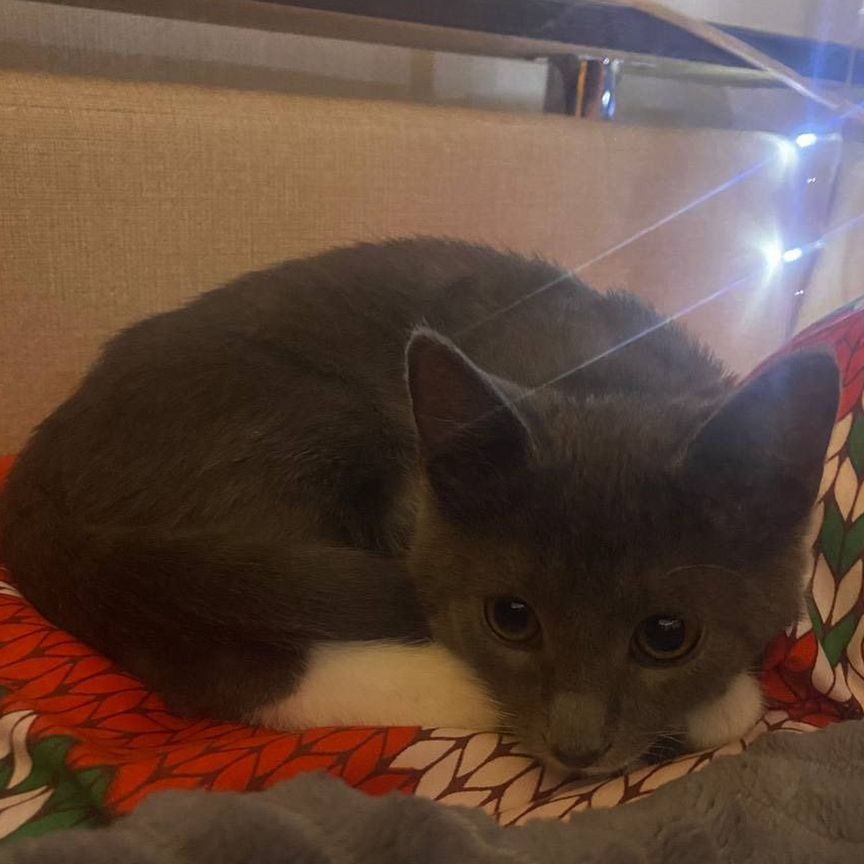 Котята русская голубая