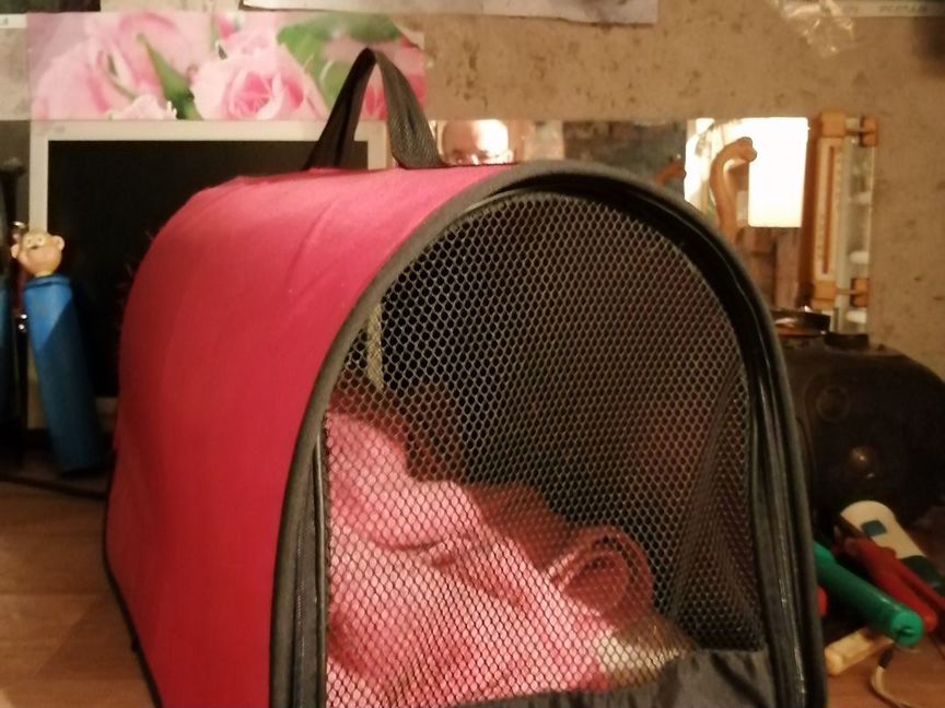 Контейнер для кота