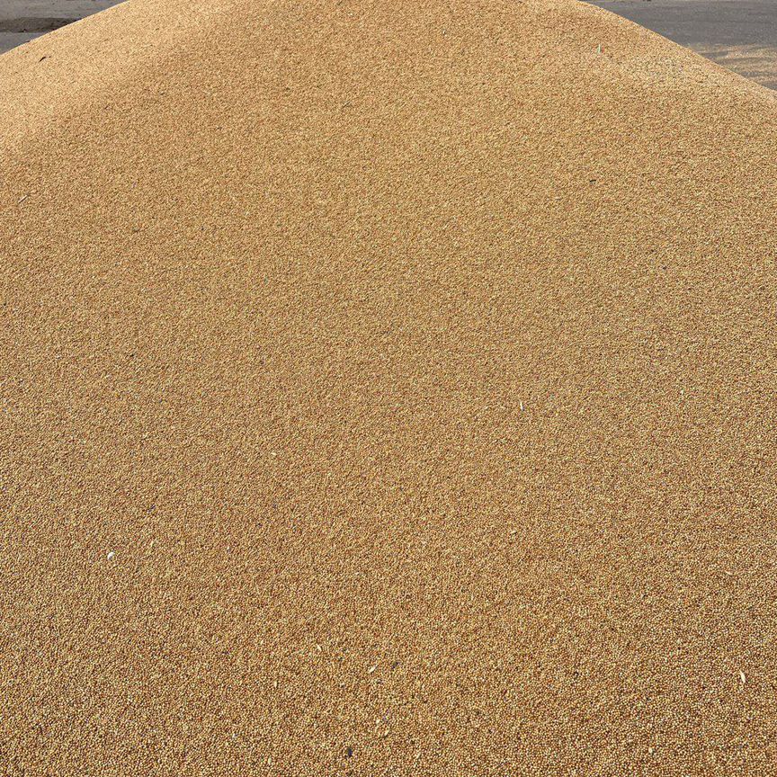 Продам зерно проса