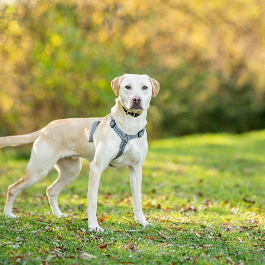 Собака в добрые руки отдам бесплатно
