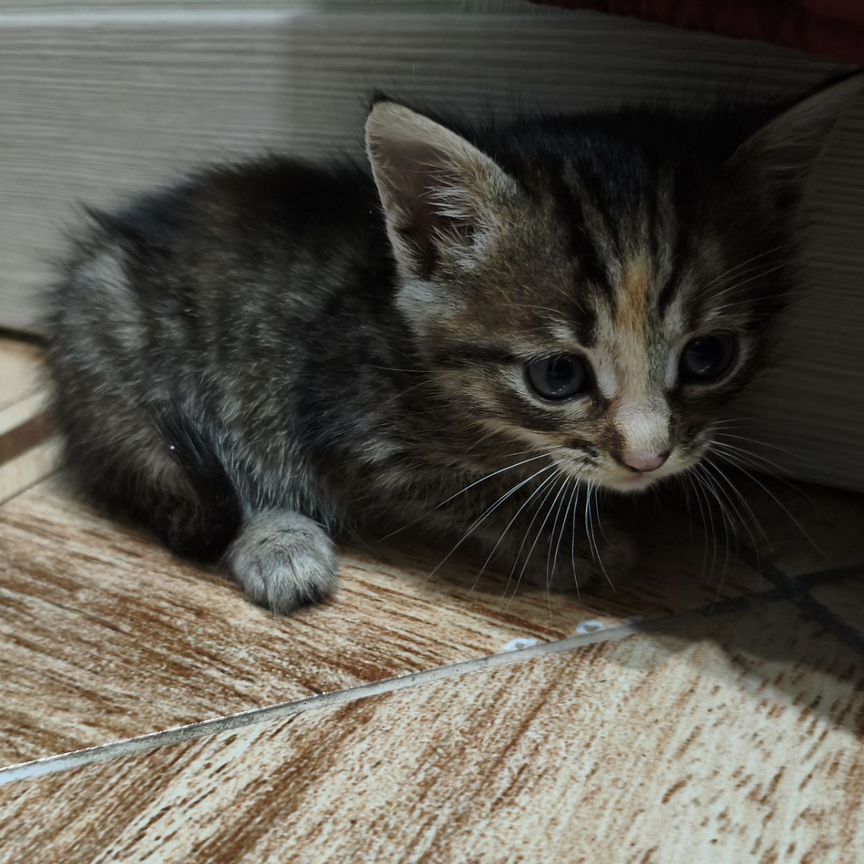 Котята в добрые руки бесплатно