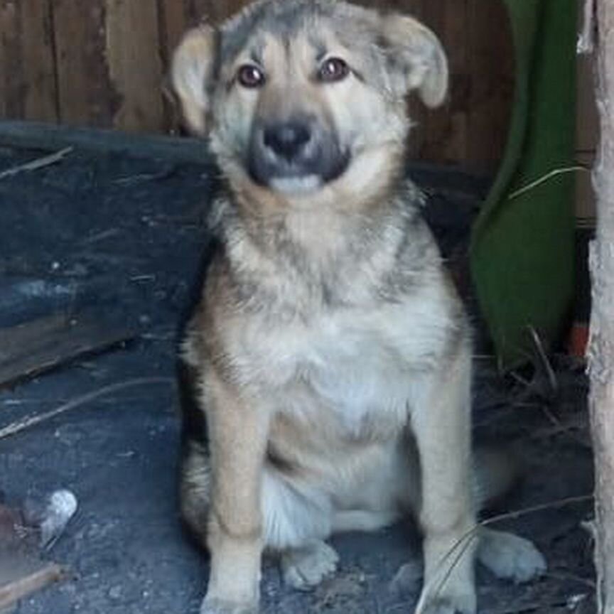 Щенок в добрые руки