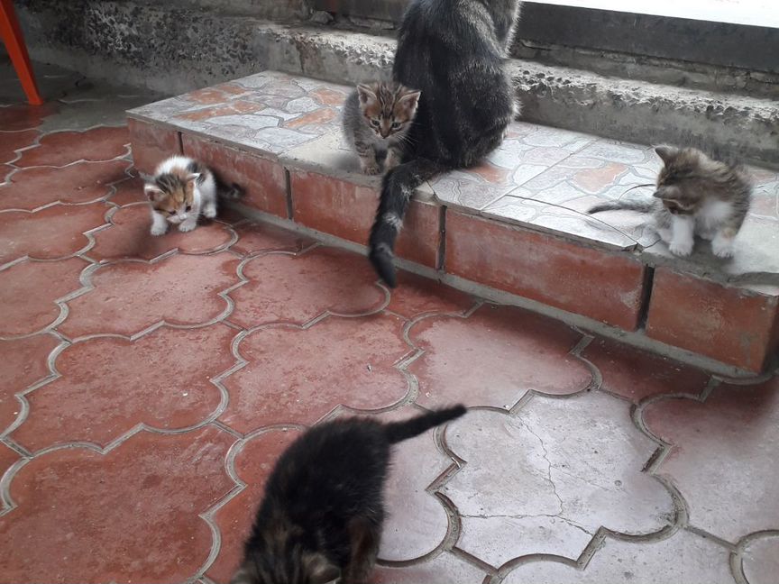 Отдам в добрые руки 3кота и кошечку