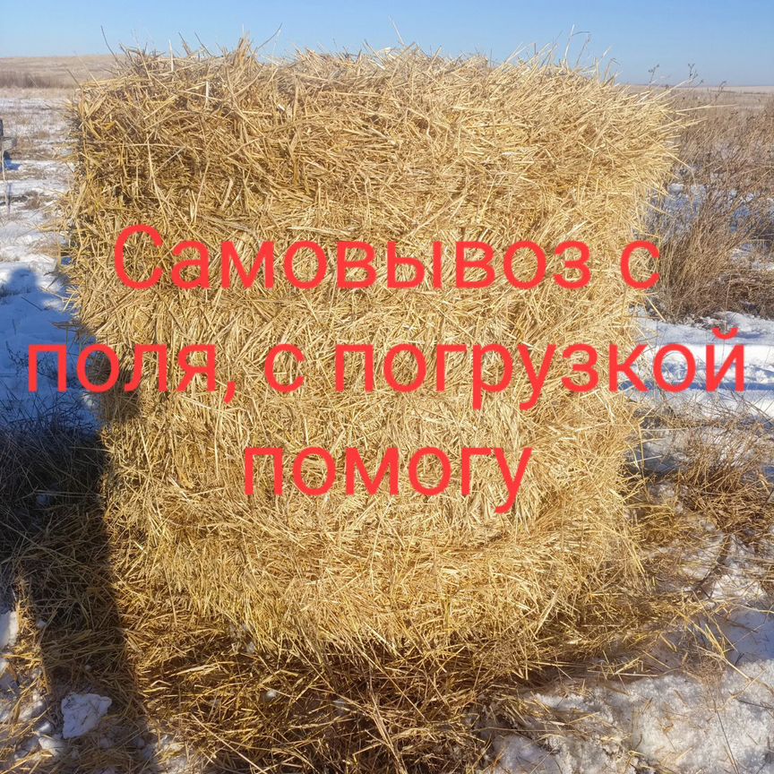Солома ячменная