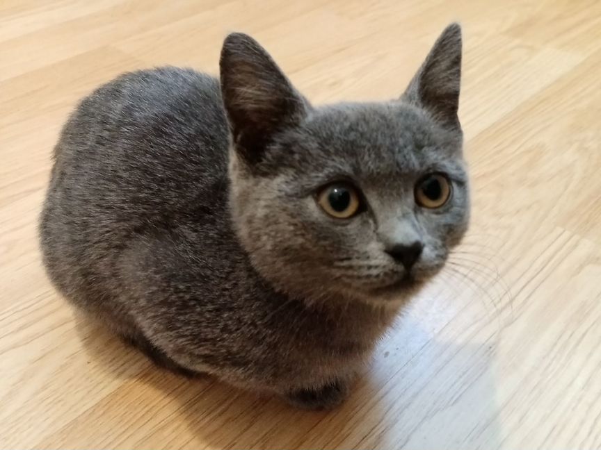 Котенок ищет дом