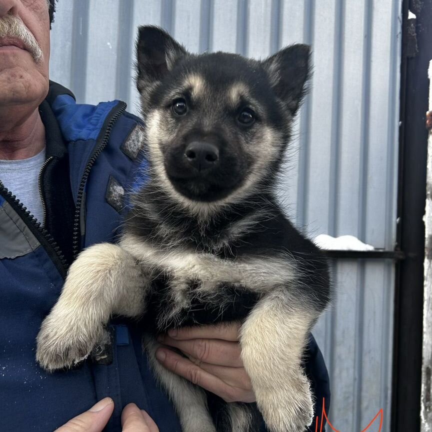 Щенок в добрые руки