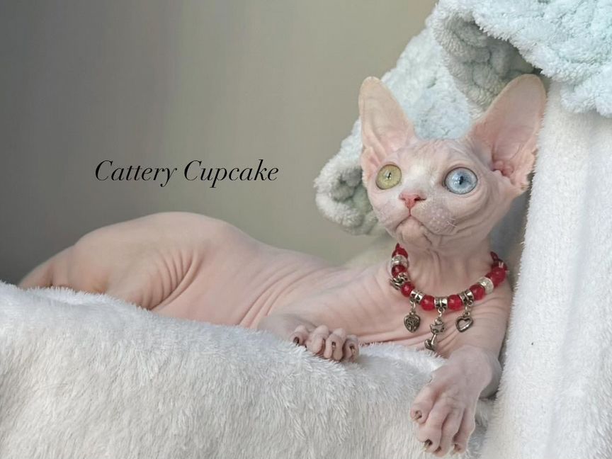 Принцесса с разными глазами