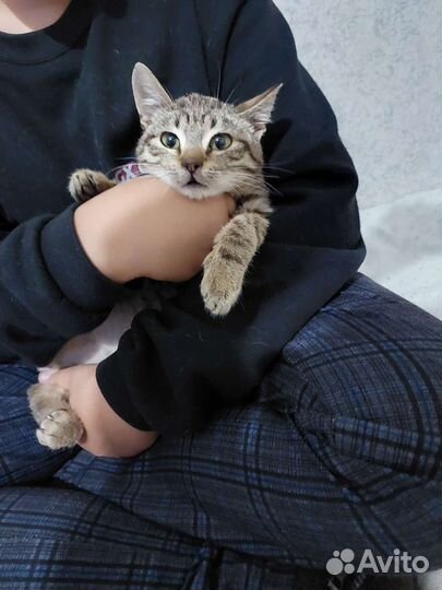 Нежный, красивый котик в добрые руки