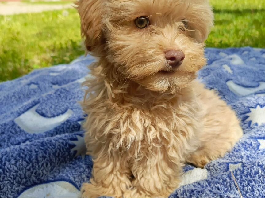 Щенки мальтипу