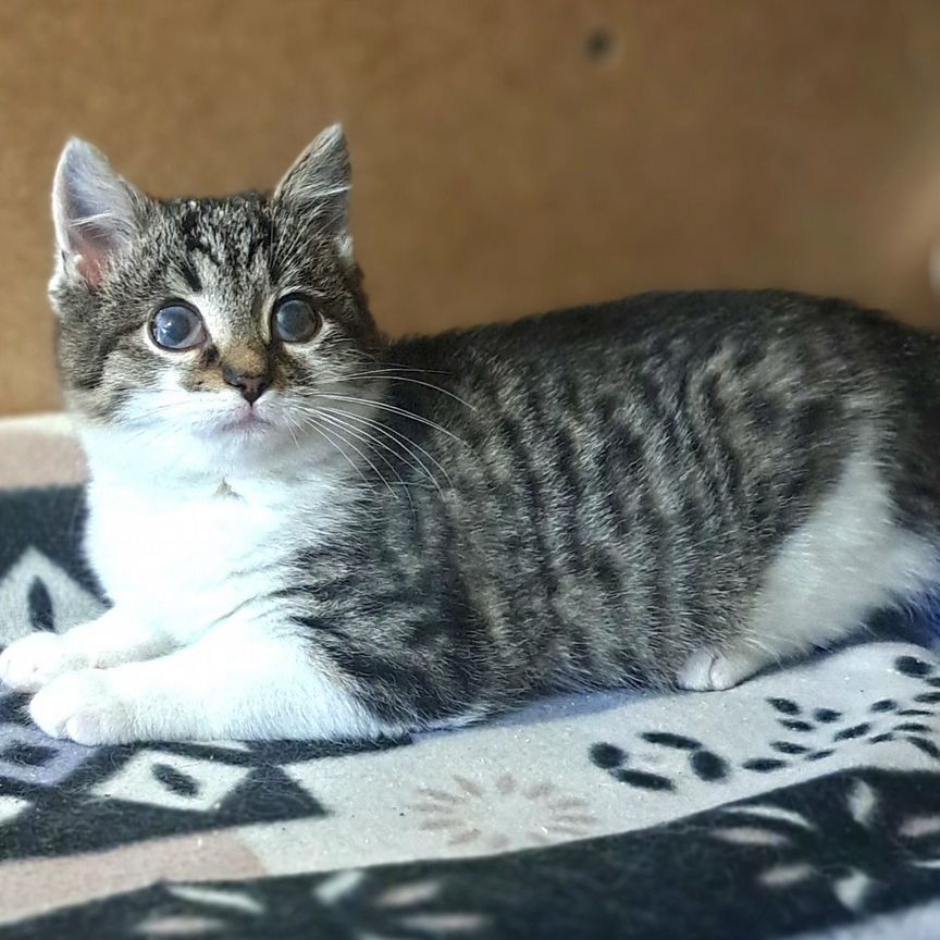 Котёнок в добрые руки