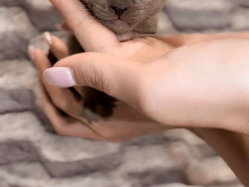 Бурманская порода