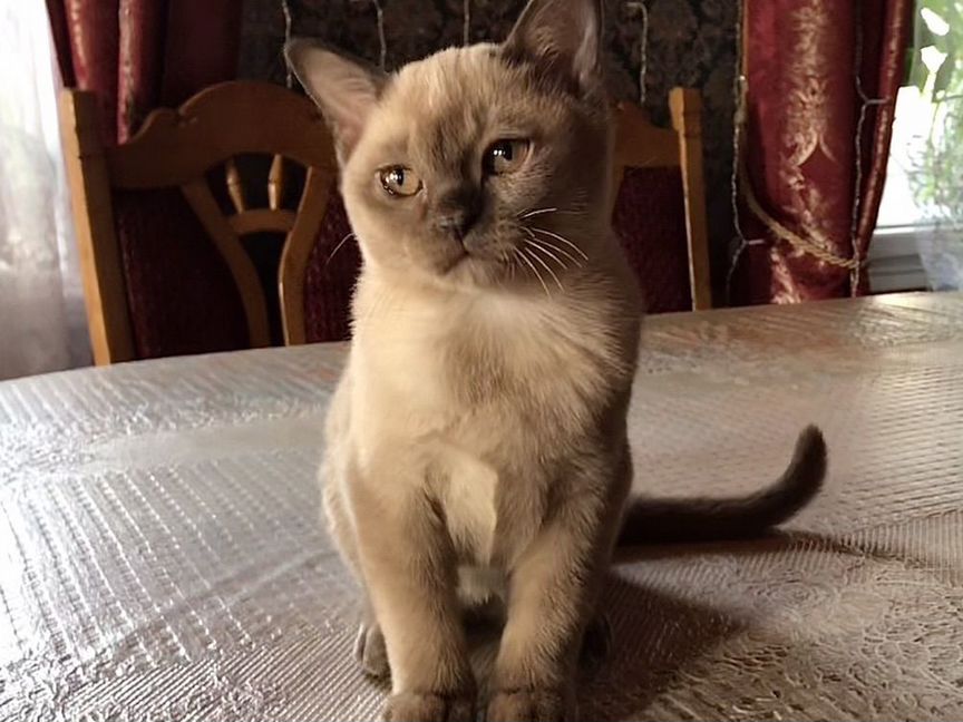 Бурманская кошечка