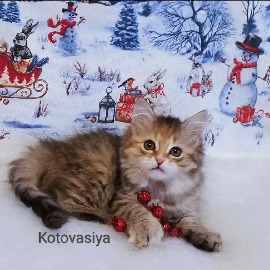 Сибирская кошечка
